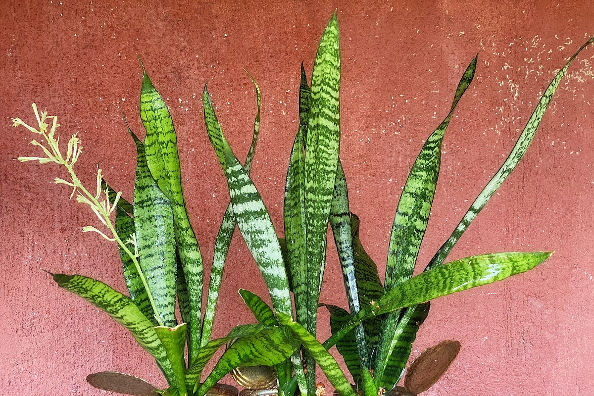 How to properly care for your new snake plant | HappySprout