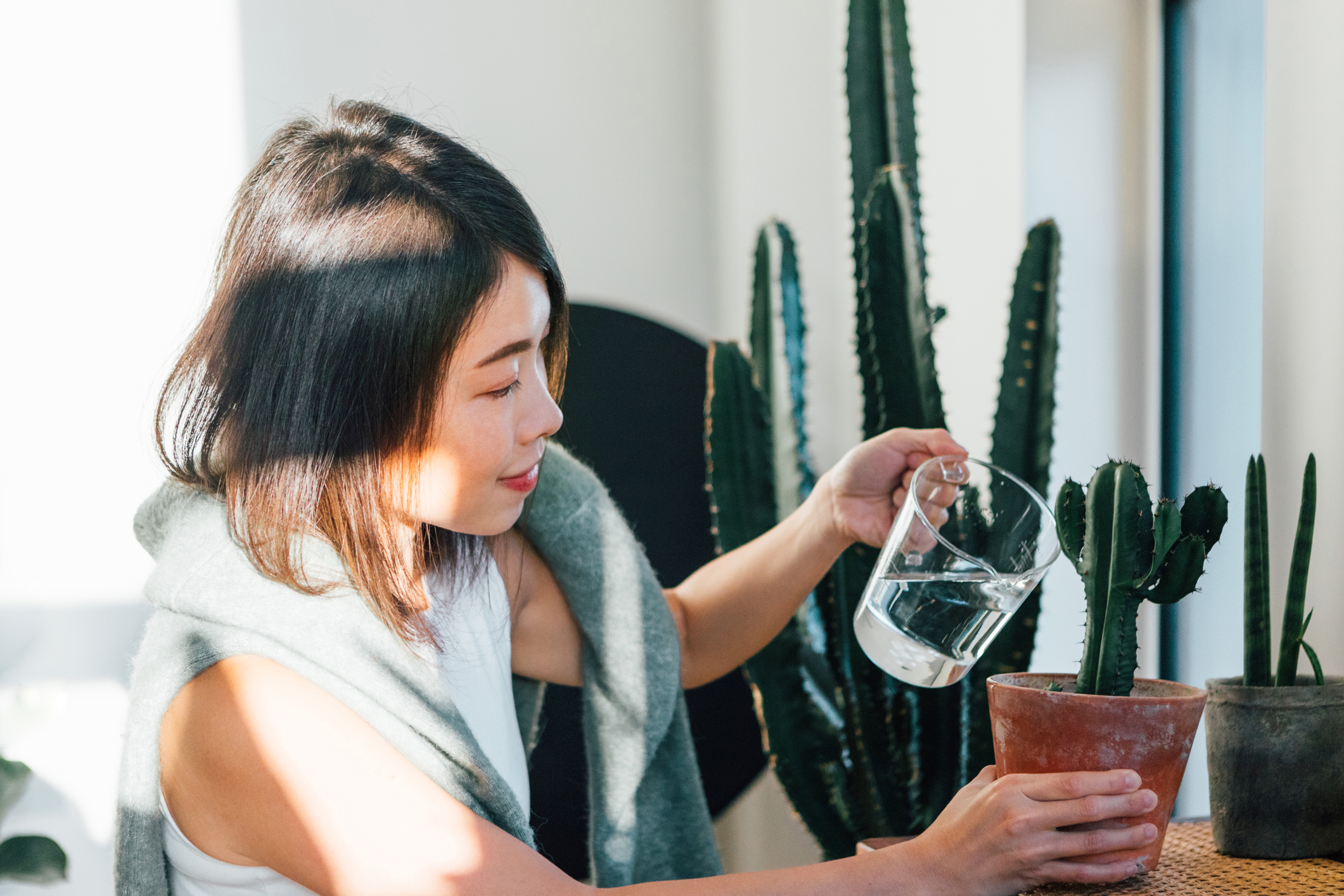 Tips on How to Save an Overwatered Cactus | HappySprout