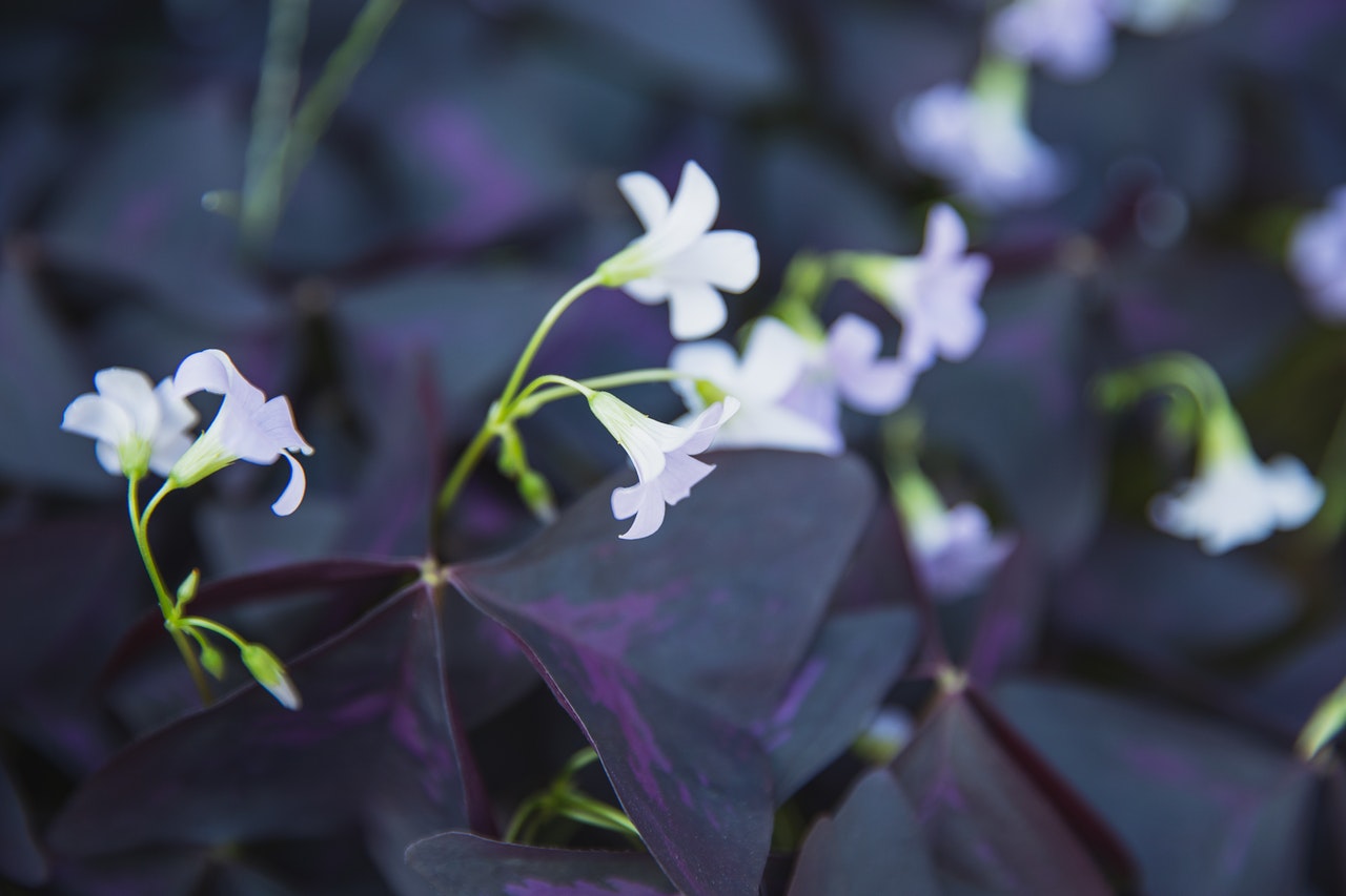 How to care for an Oxalis triangularis | HappySprout