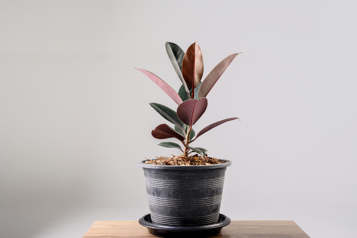 Want to propagate your rubber tree? Here's how | HappySprout