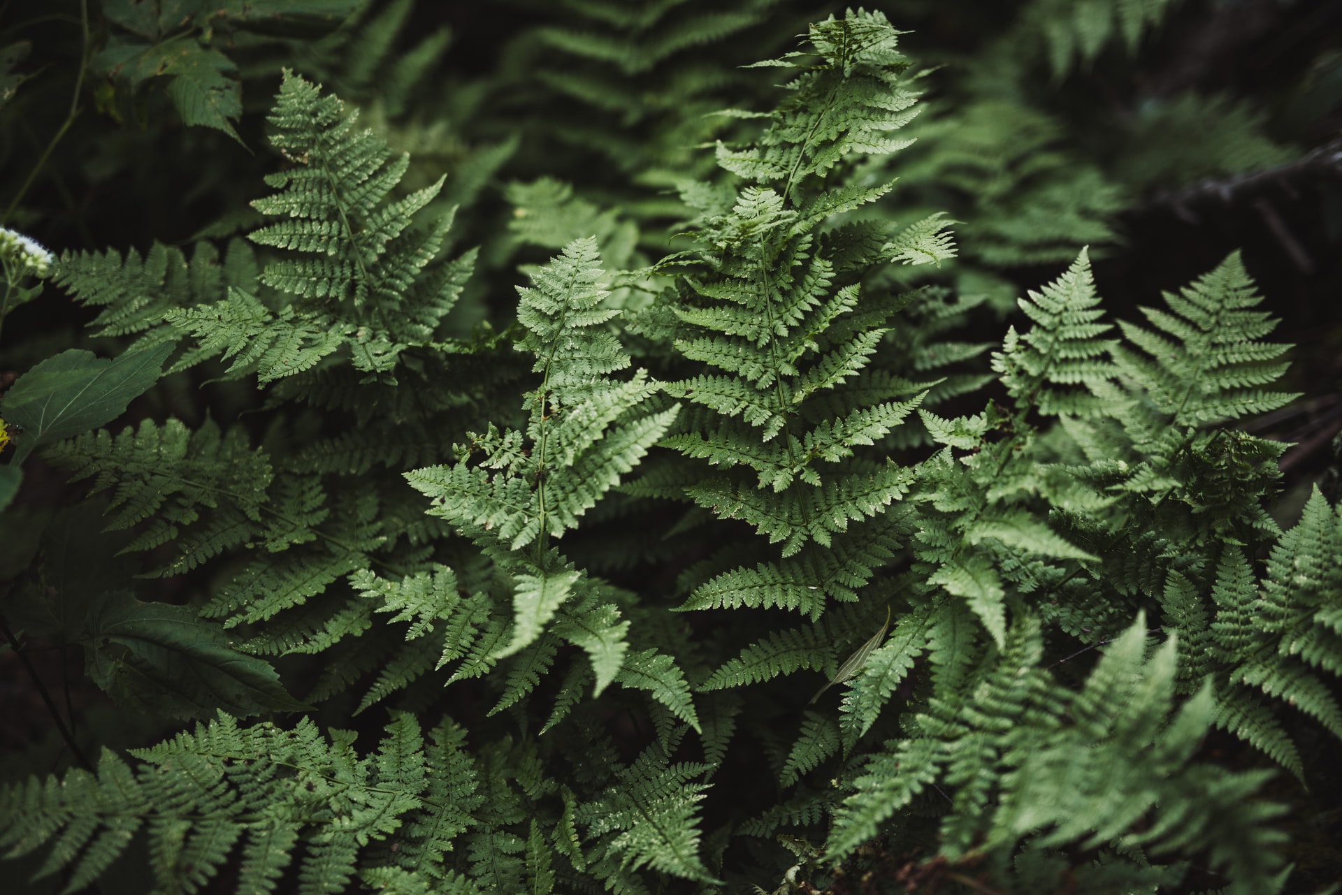 Here's where should you be planting your ferns outdoors | HappySprout