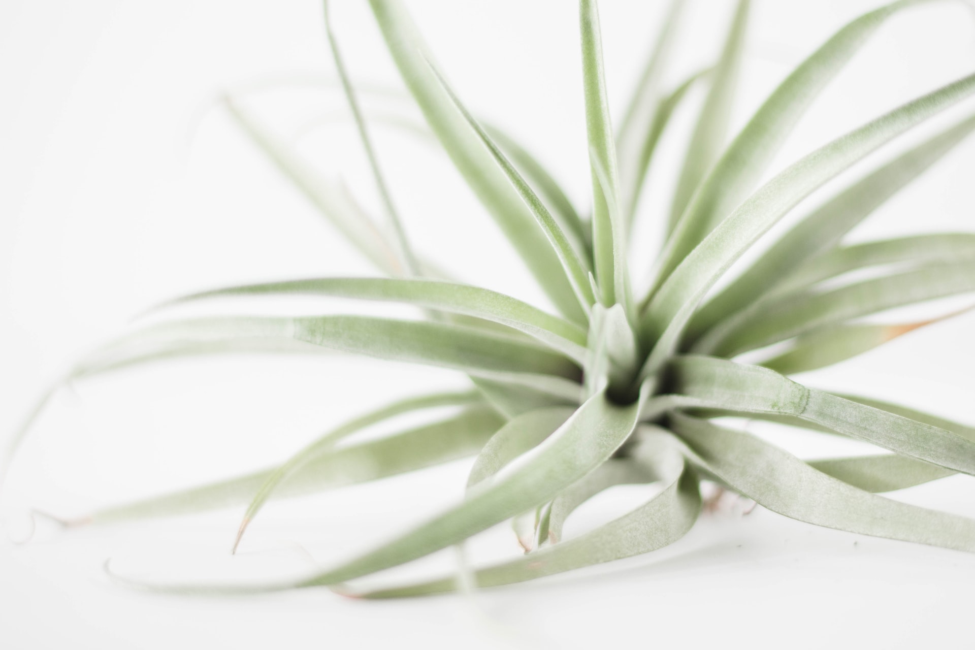 7 ideas for using air plants as creative interior design | HappySprout