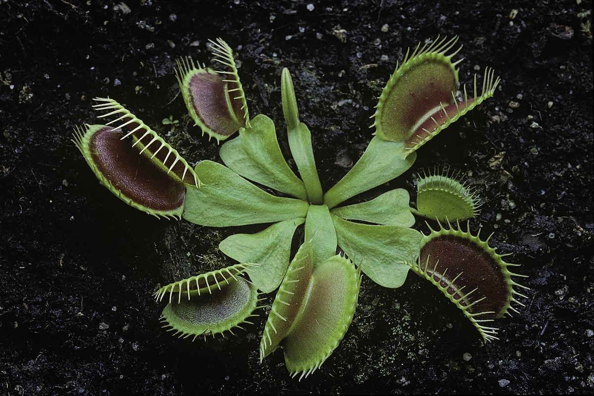 Tropical Rainforest Venus Fly Trap