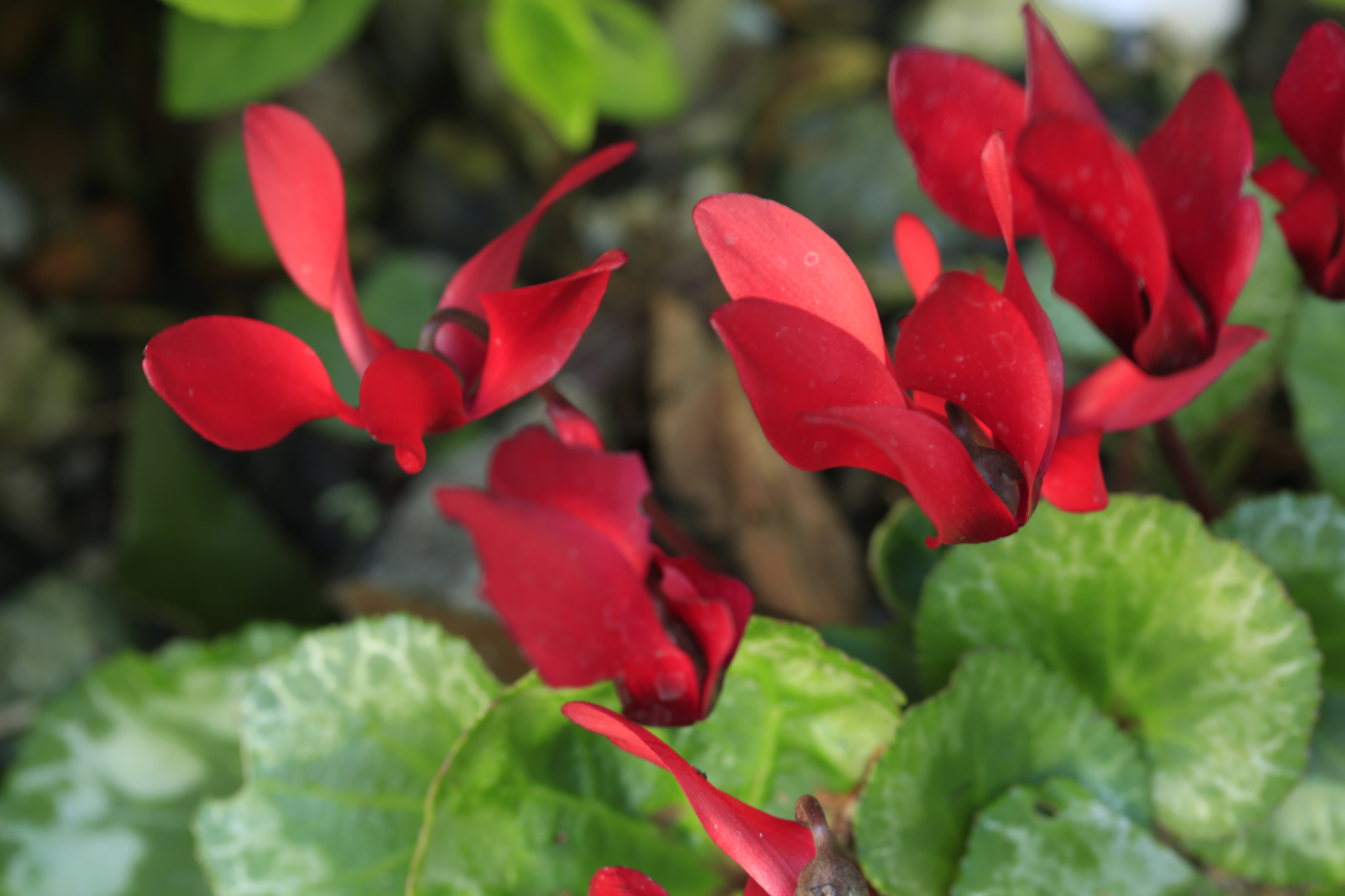 7 Red Plants That Add Holiday Cheer to Your Garden | HappySprout