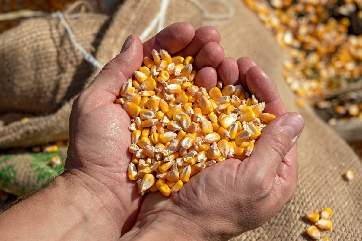 Is corn a vegetable or a fruit? Here's what we know | HappySprout