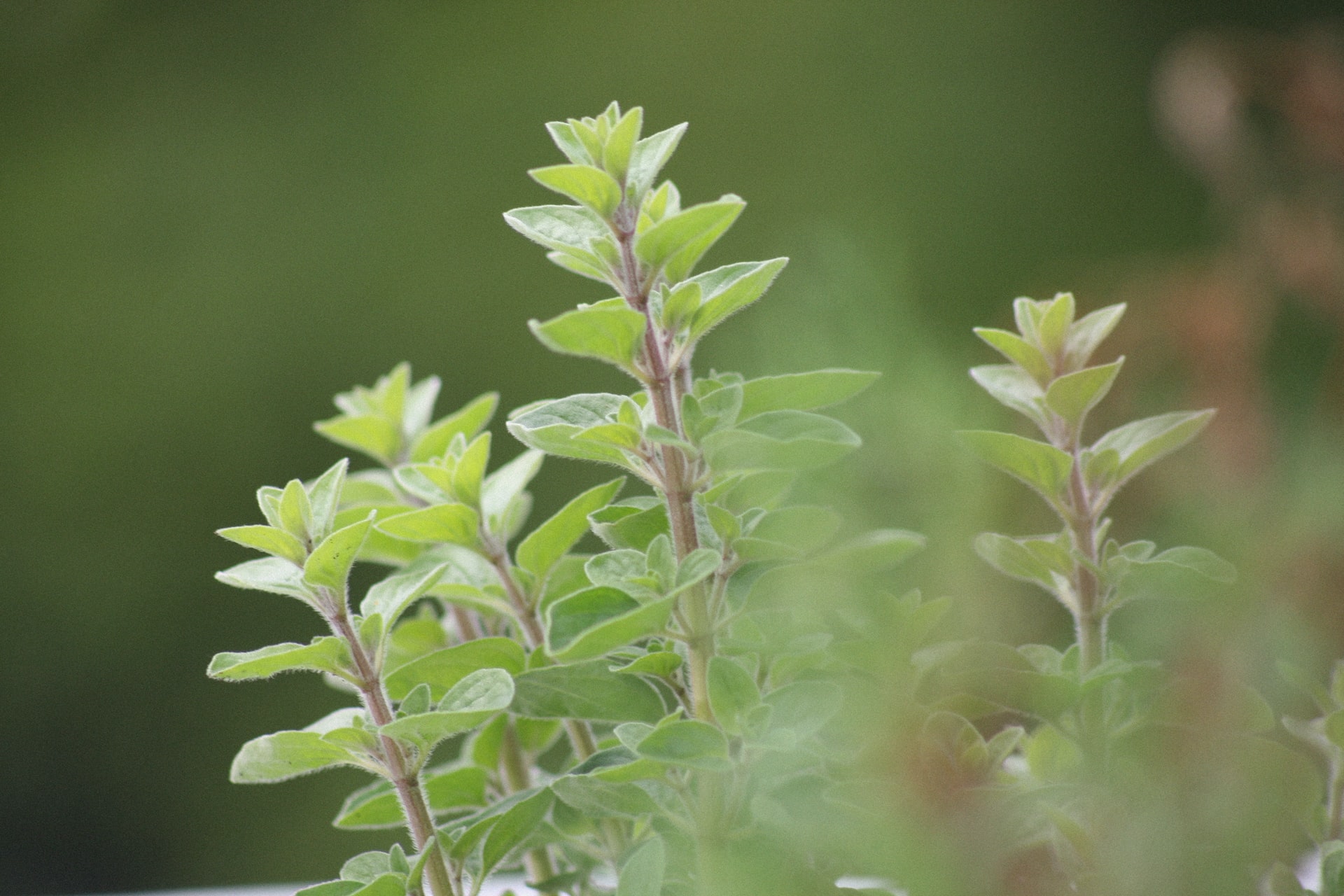 What you need to know about Mexican oregano vs. oregano | HappySprout