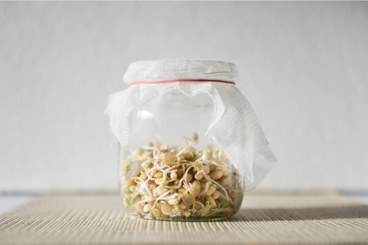 The Easiest Way To Grow Bean Sprouts Indoors | HappySprout