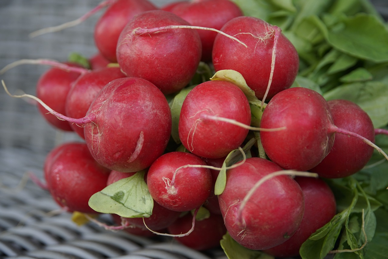 Everything You Need to Know About Planting Radishes | HappySprout