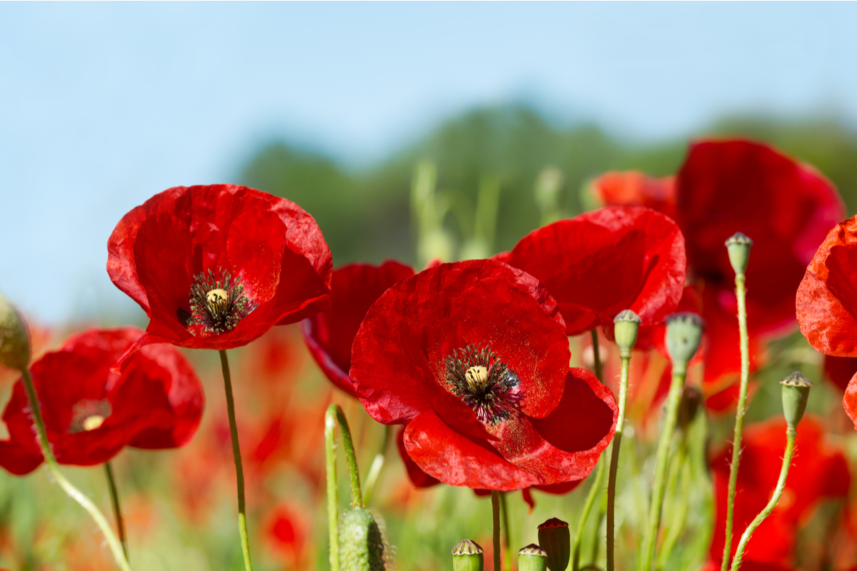 How to Grow Poppies | HappySprout