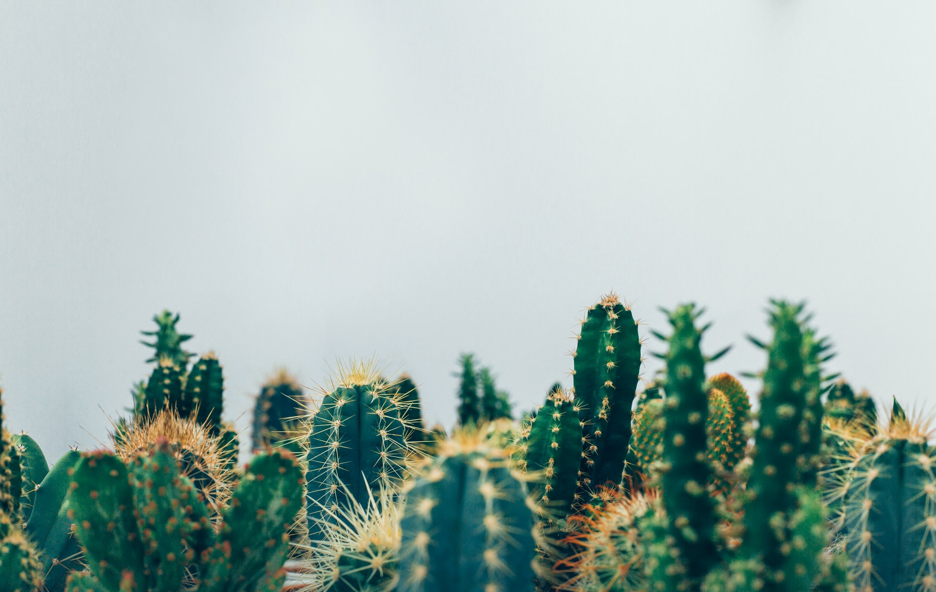 Everything You Need to Know About Mini Cactus Care | HappySprout