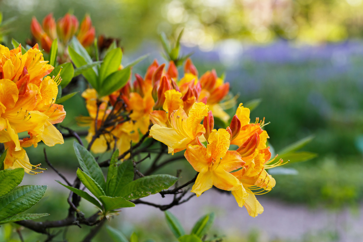 When Do You Fertilize Azaleas: A Complete Guide | HappySprout