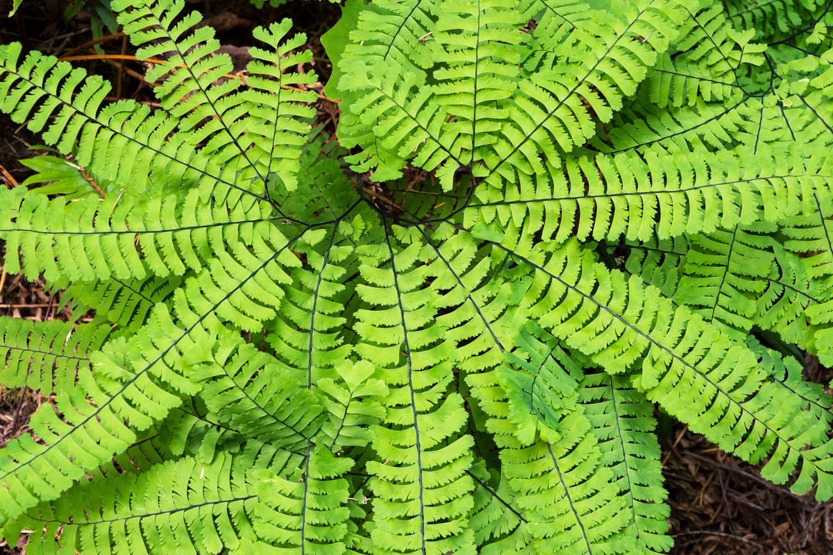 7 Fern Varieties | HappySprout