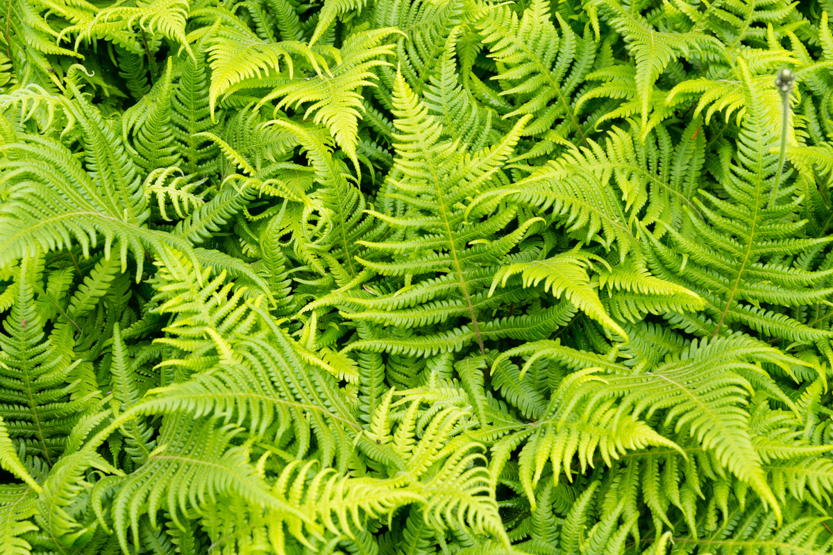 7 Fern Varieties | HappySprout