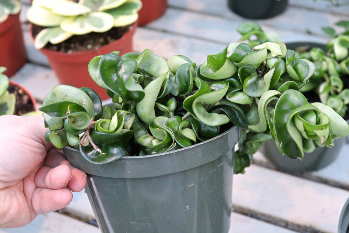 4 Hoya Varieties to Brighten Up Your Indoor Space | HappySprout
