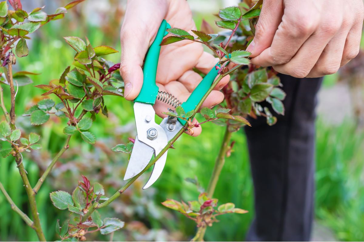 What is pruning? All the tips to know | HappySprout