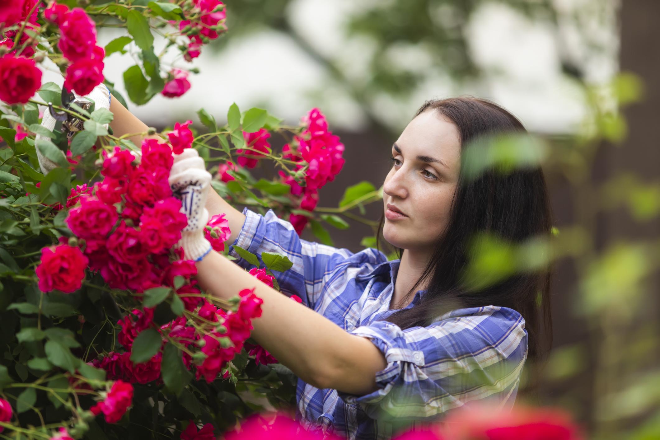How to Propagate Roses from Stem Cuttings | HappySprout