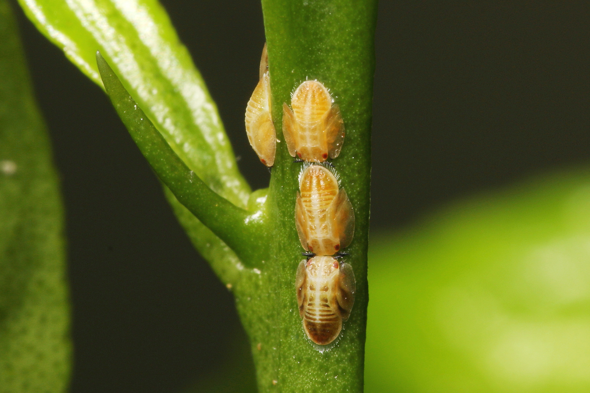 Common Indoor Plant Pests | HappySprout