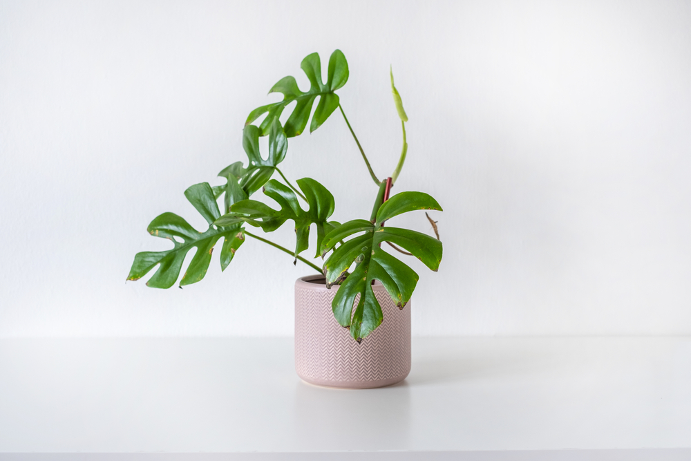 A Guide to Mini Monstera AKA Rhaphidophora Tetrasperma | HappySprout