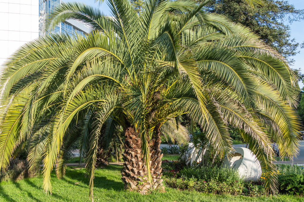 Butia capitata store