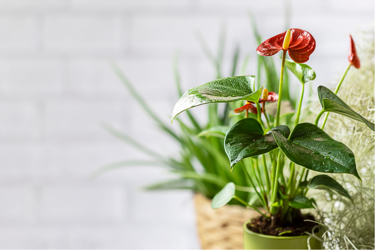 How to Repot an Anthurium to Keep it Healthy | HappySprout