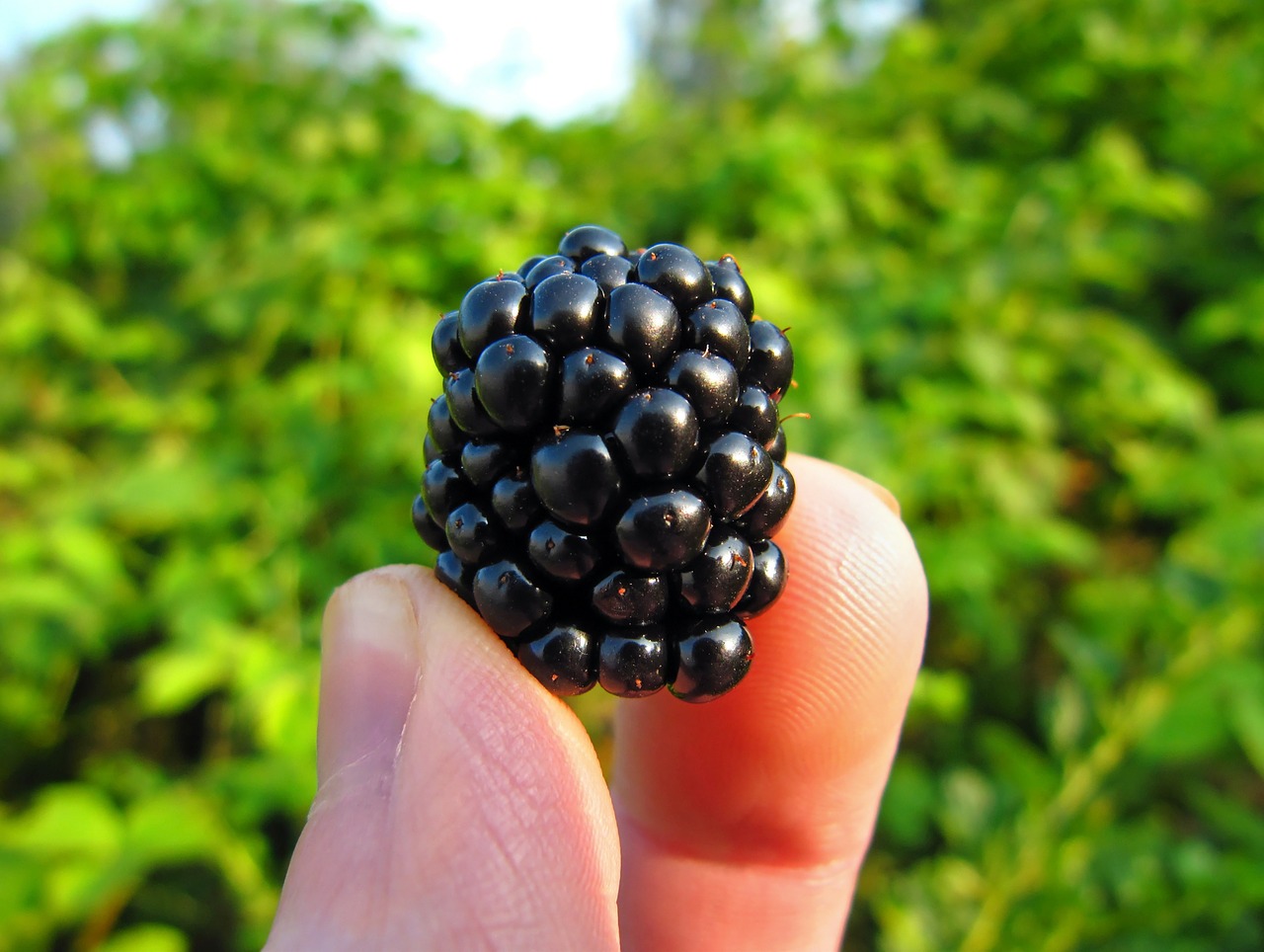 How to Successfully Propagate Blackberries | HappySprout