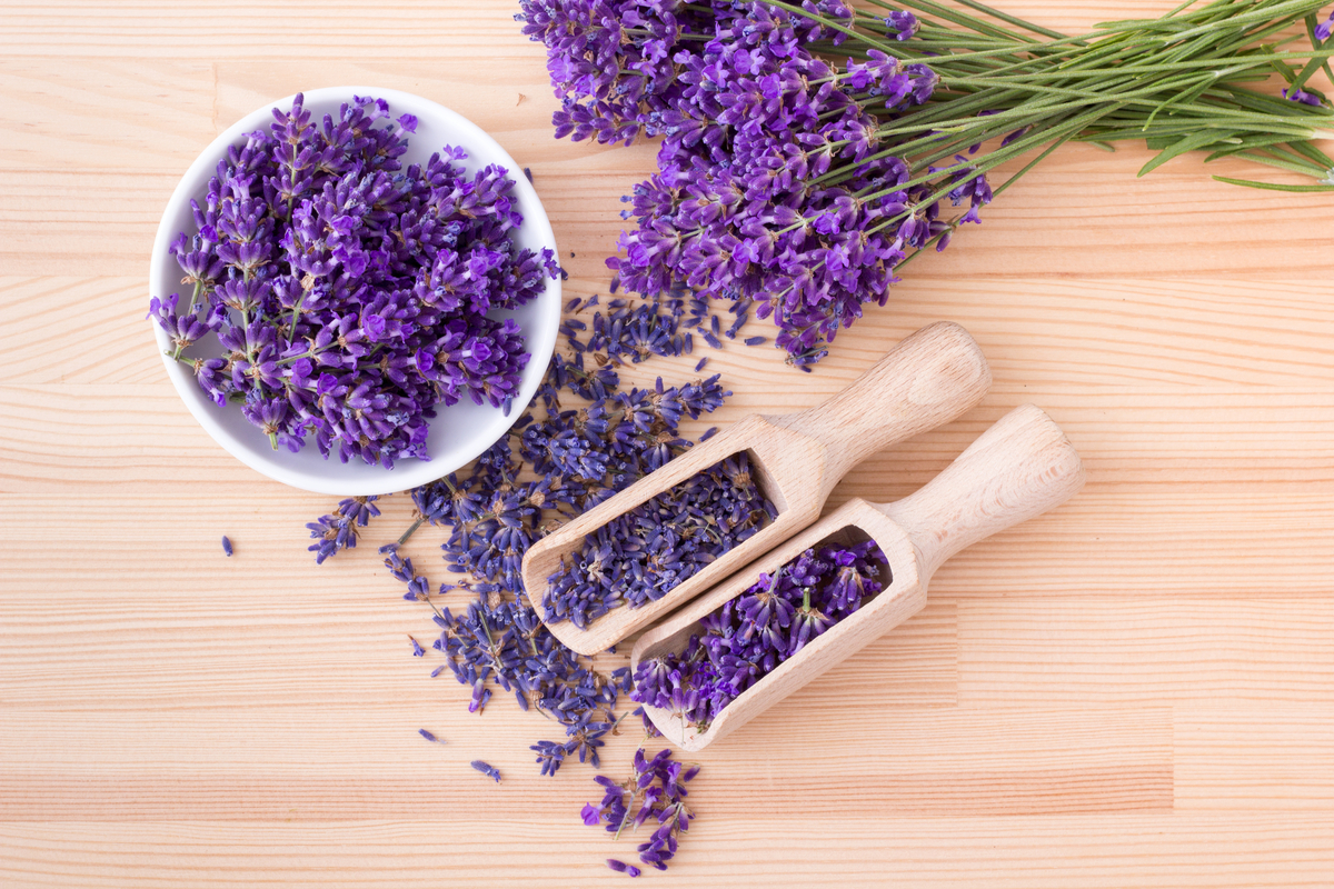 How To Prune Lavender This Spring | HappySprout