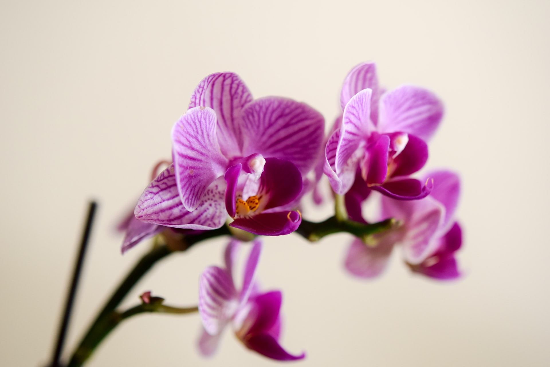 Guide to Growing New Orchid Spikes | HappySprout