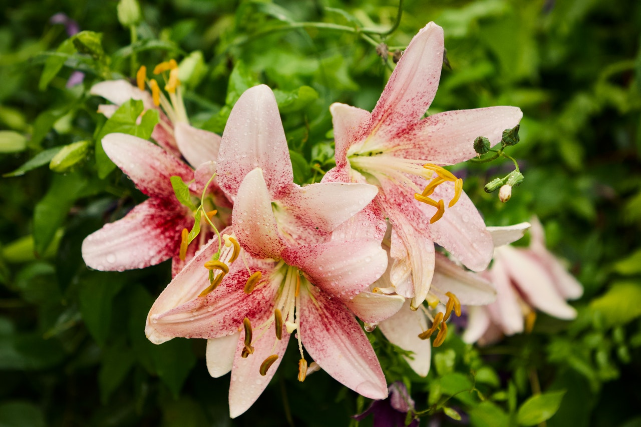 How to grow stargazer lilies indoors and outdoors | HappySprout