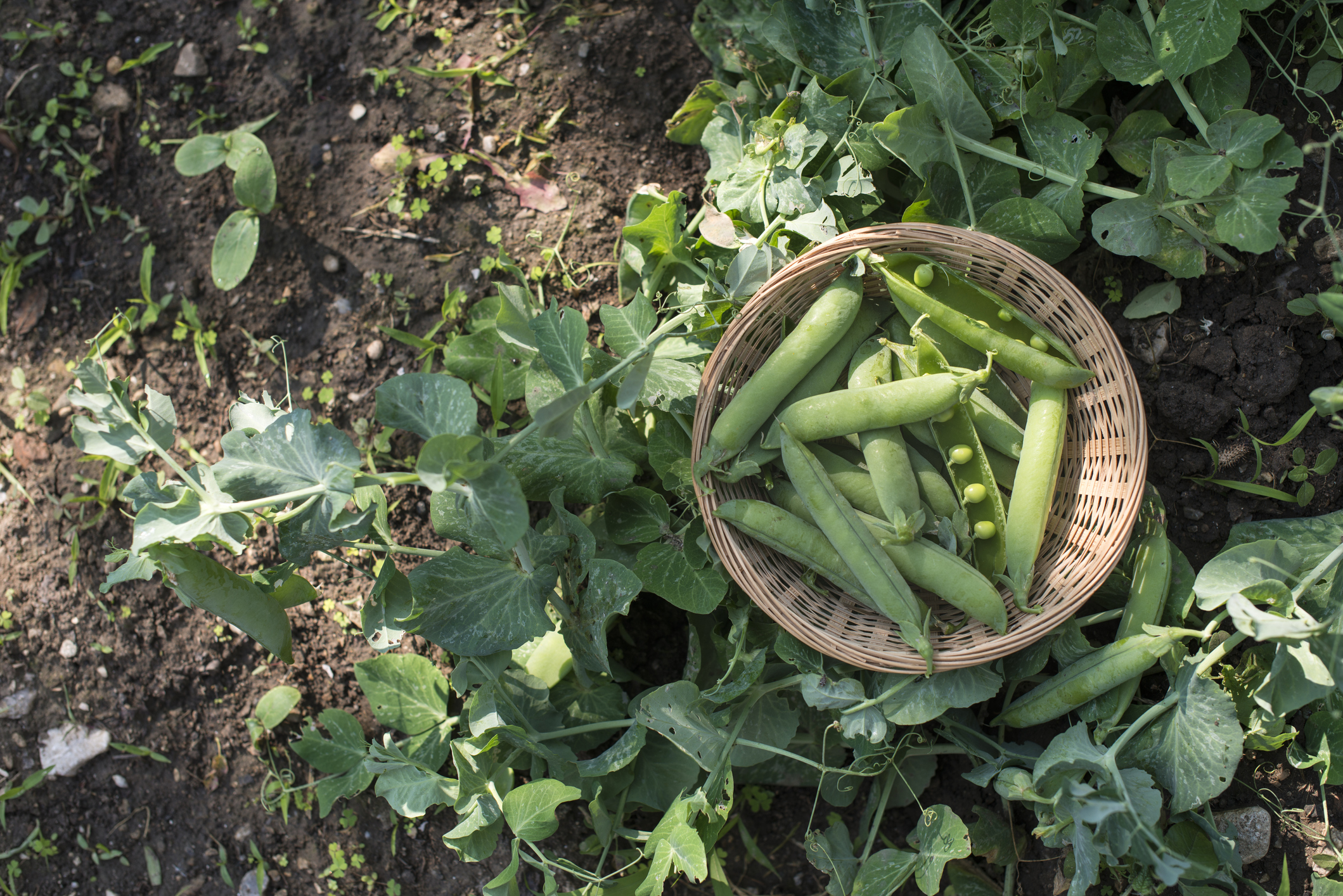 How to Know When Your Peas Are Actually Ready for Harvest | HappySprout