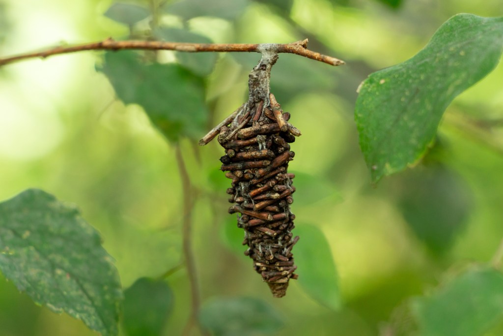 How To Get Rid Of Bagworms Happysprout