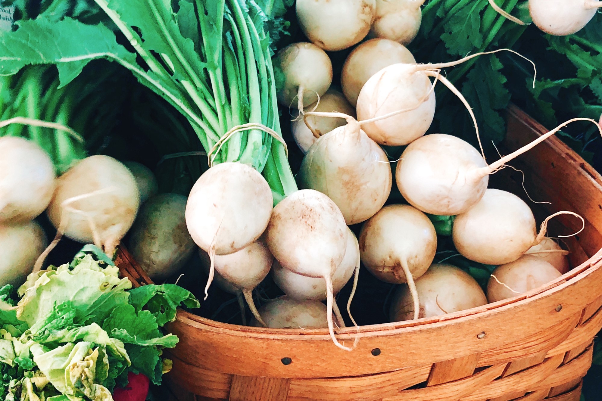 How to Plant Turnips | HappySprout