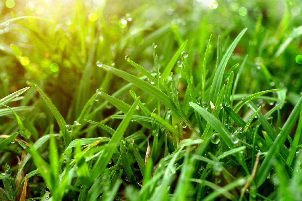 How And When To Water Your New Grass Seeds HappySprout How And When To Water Your New Grass Seeds HappySprout