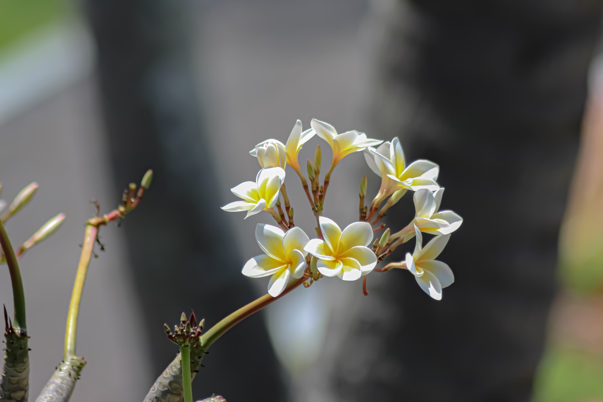 Comprehensive Guide to Indoor Plumeria Care | HappySprout