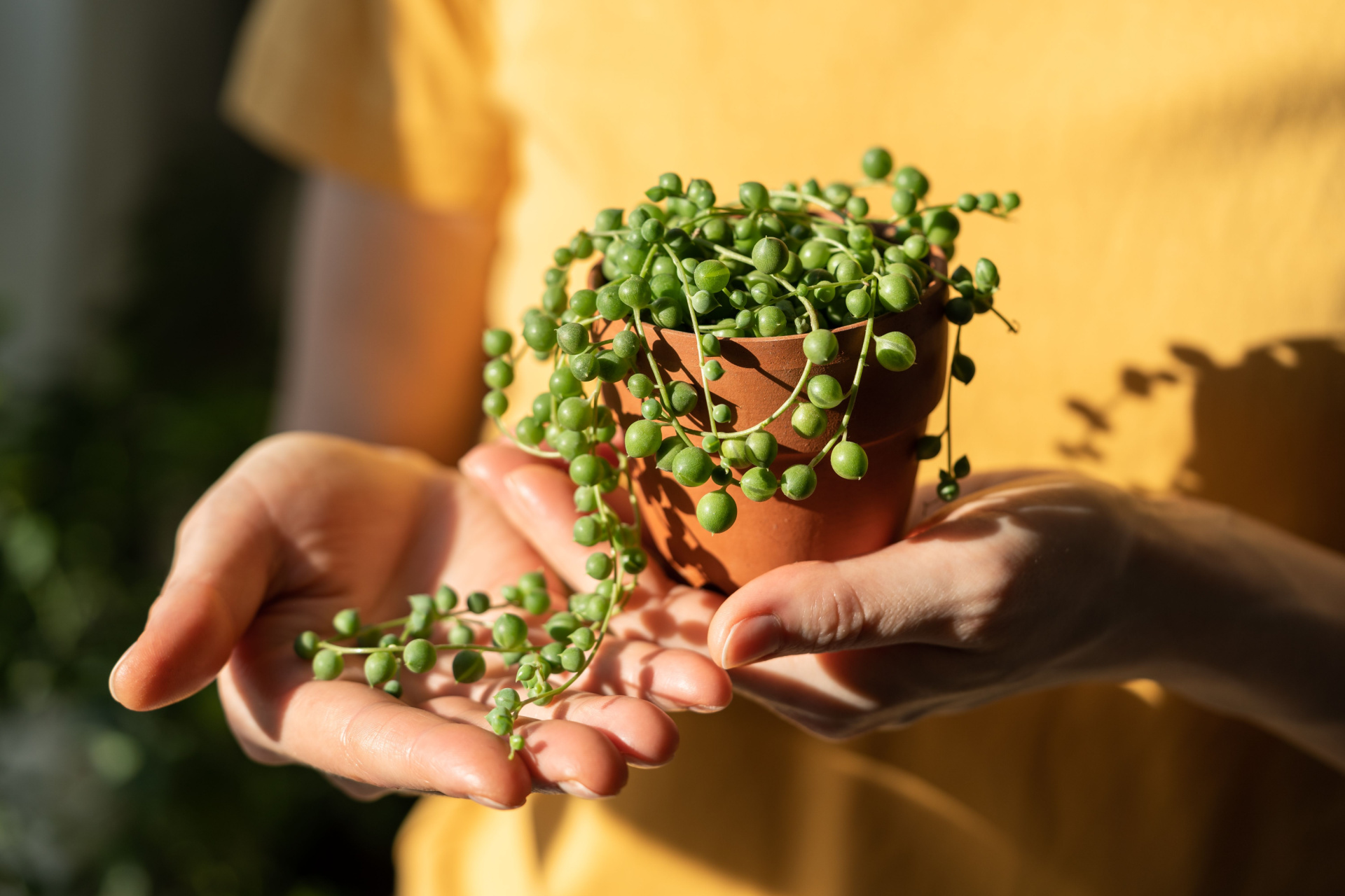 Care Tips for Keeping Your Trailing Succulent Plants Healthy | HappySprout