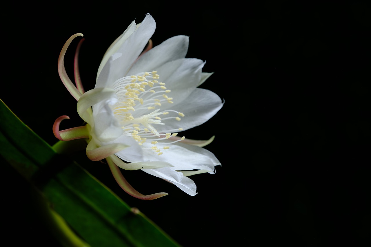How To Plant and Care for a Night-Blooming Cereus Cactus | HappySprout