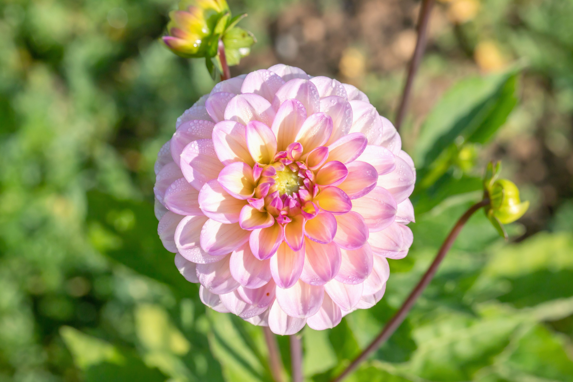 Everything You Need to Know About Dahlia Flower Care | HappySprout