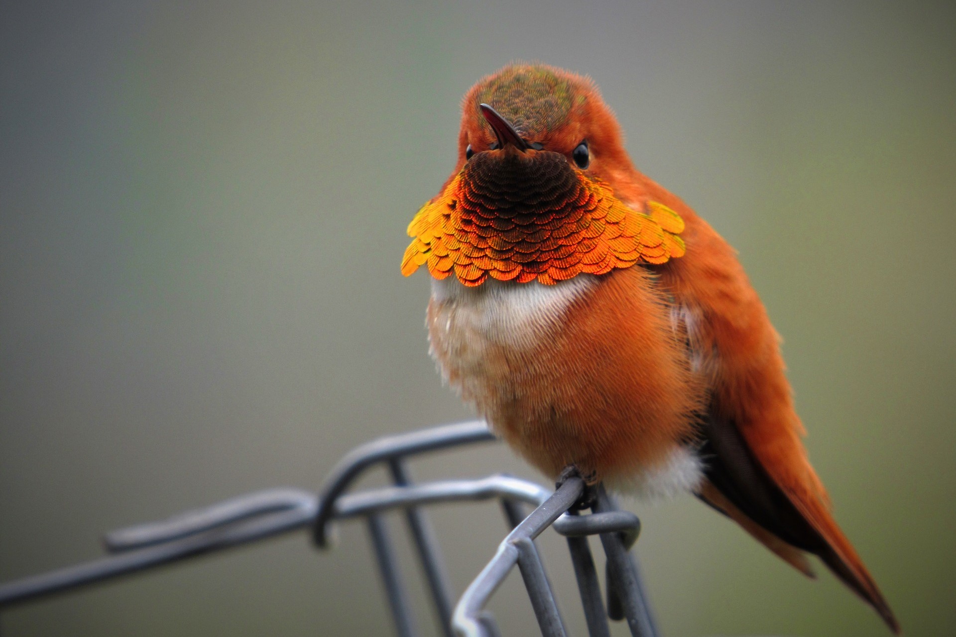 Attract Rufous Hummingbirds With Homemade Hummingbird Food | HappySprout