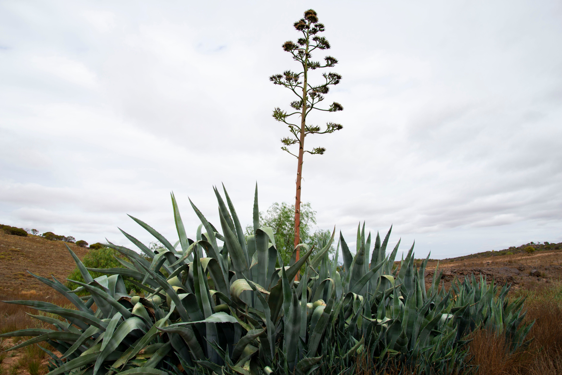 Your Guide to Caring for the Agave Century Plant | HappySprout