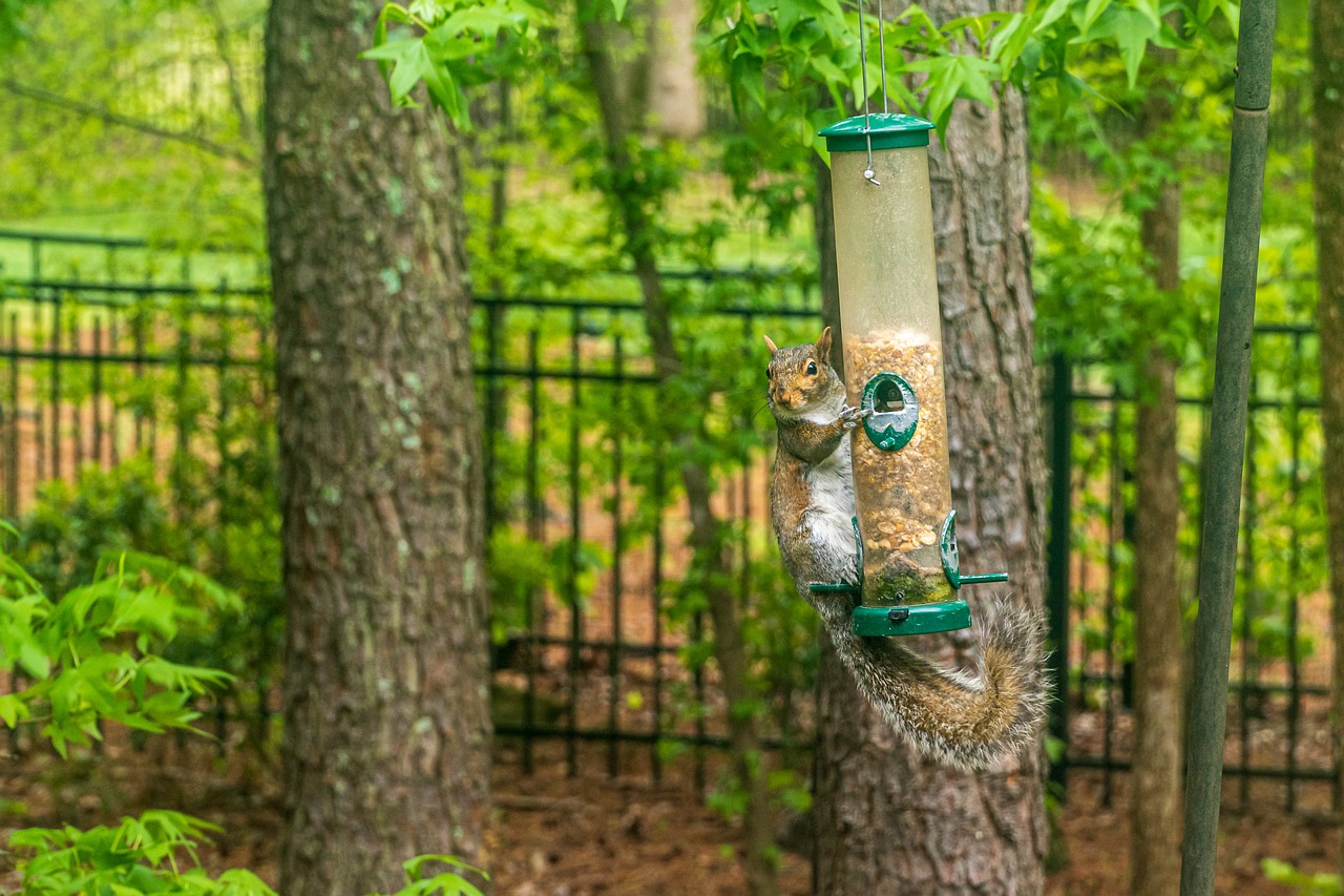 How To Make a Squirrel-Proof Bird Feeder | HappySprout