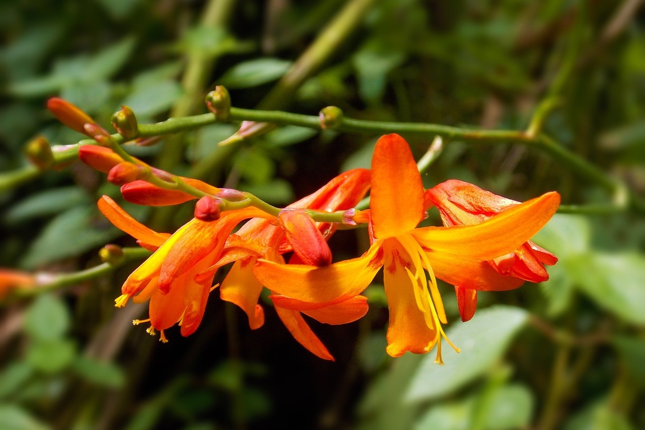 How To Grow and Care for Crocosmia in Your Garden | HappySprout