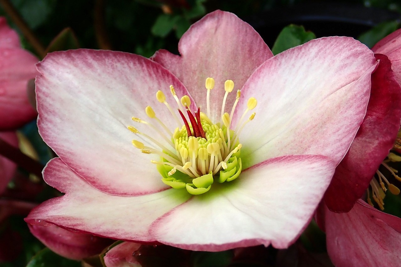 5 Stunning Lenten Rose Varieties to Add to Your Garden | HappySprout