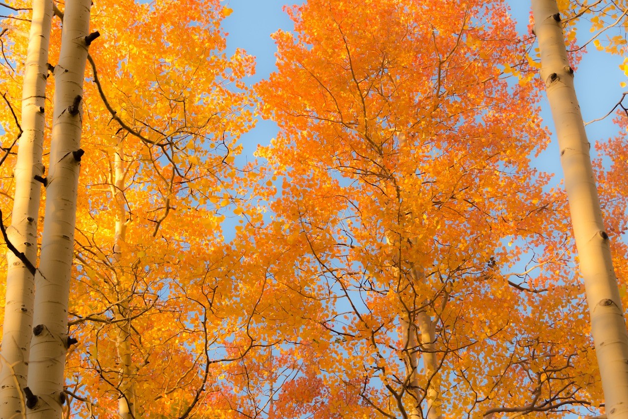 6 best fast-growing trees for your yard | HappySprout