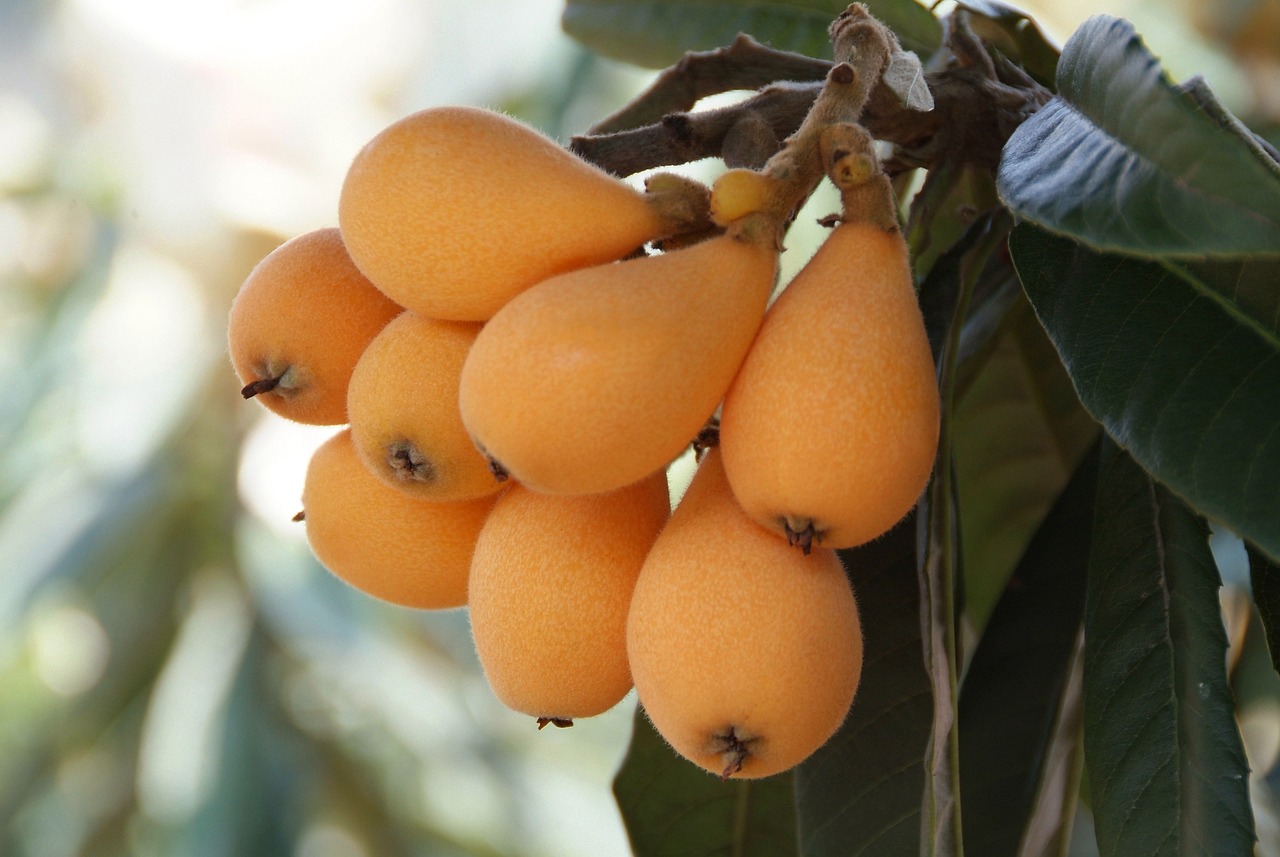 How To Grow, Care for, and Harvest From a Loquat Tree | HappySprout