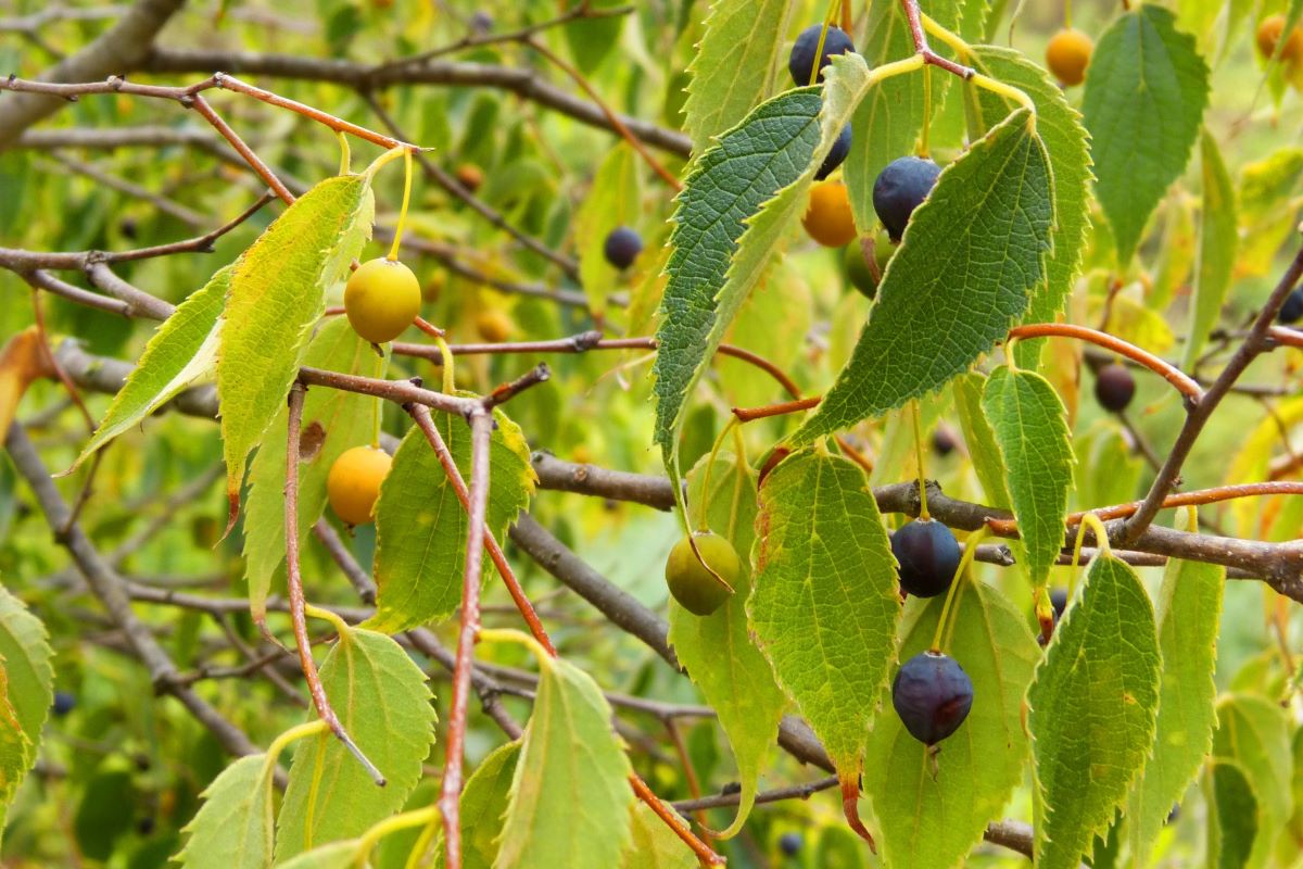 How To Grow and Care for Your Own Hackberry Trees | HappySprout