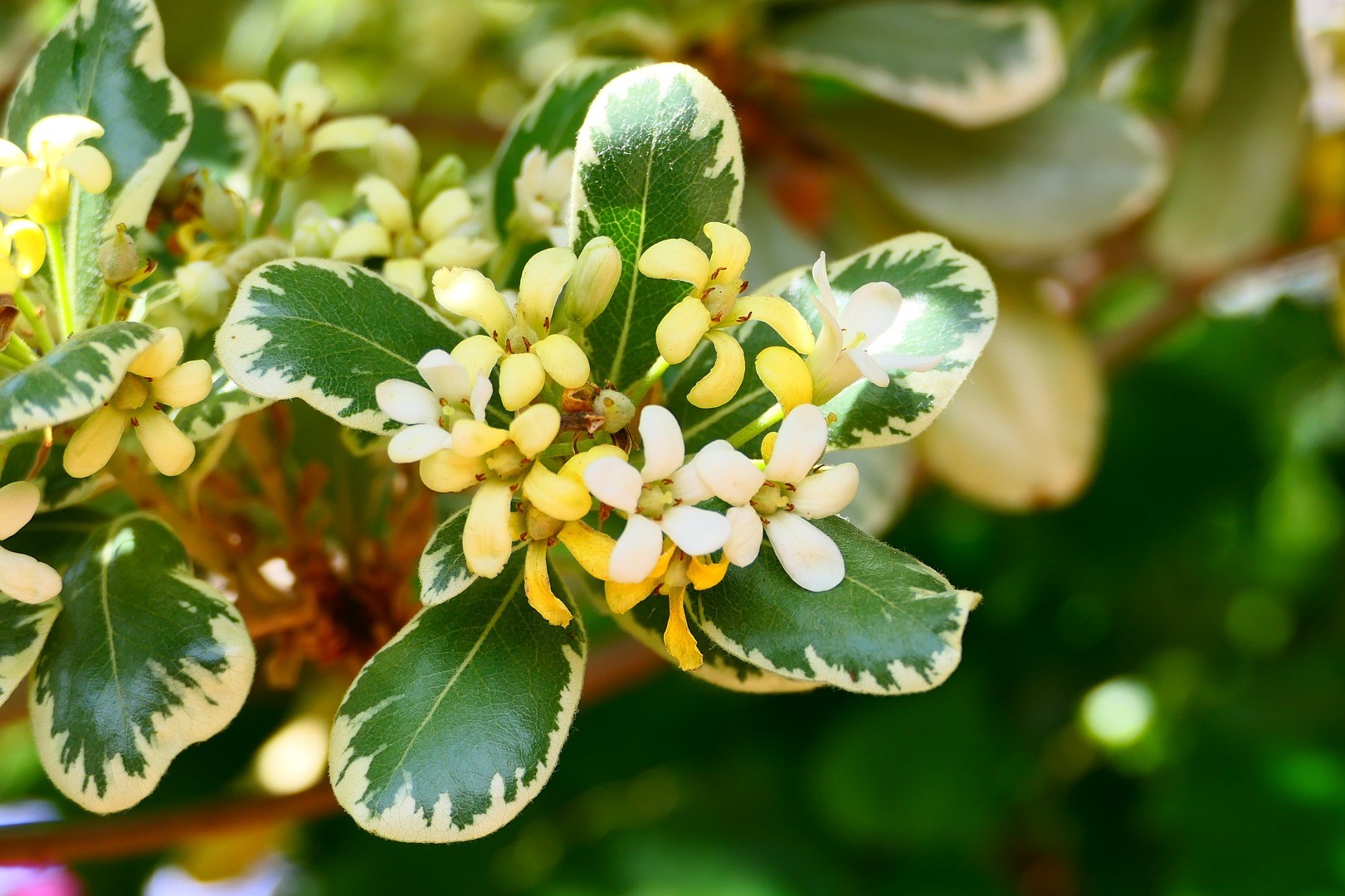How To Grow a Pittosporum Shrub in Your Garden | HappySprout