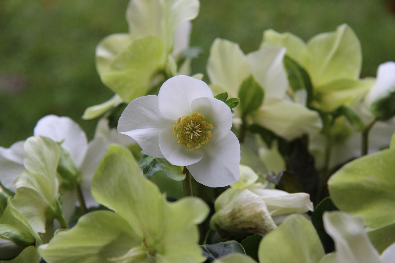 5 Stunning Lenten Rose Varieties to Add to Your Garden | HappySprout
