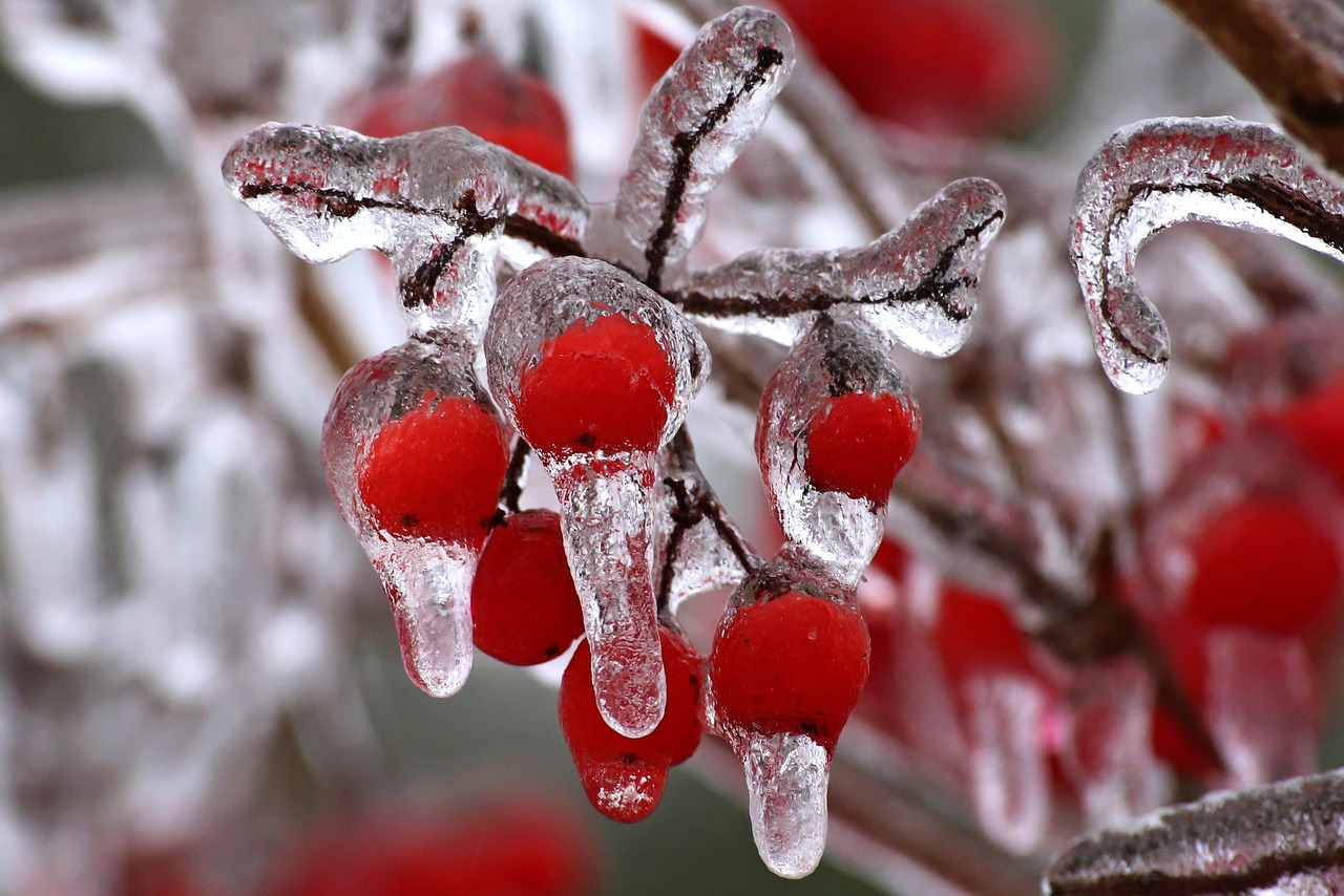 The Best Frost-Resistant Plants for Any Climate | HappySprout