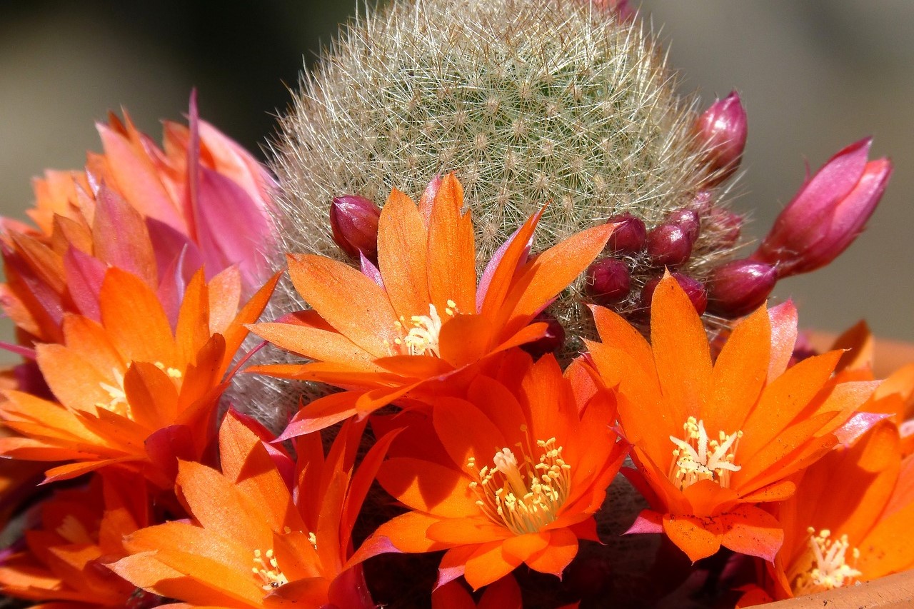 Everything You Need to Know About Cactus Flowers | HappySprout