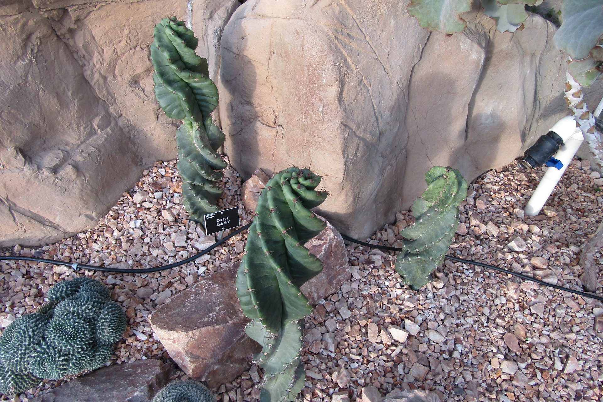 How to Best Care For Your Spiral Cactus | HappySprout