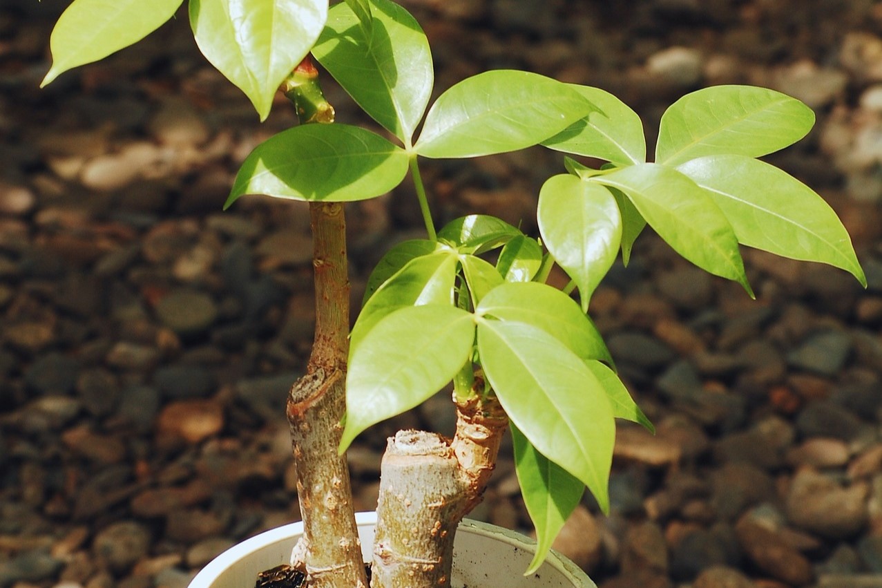 Money tree care: A complete guide | HappySprout